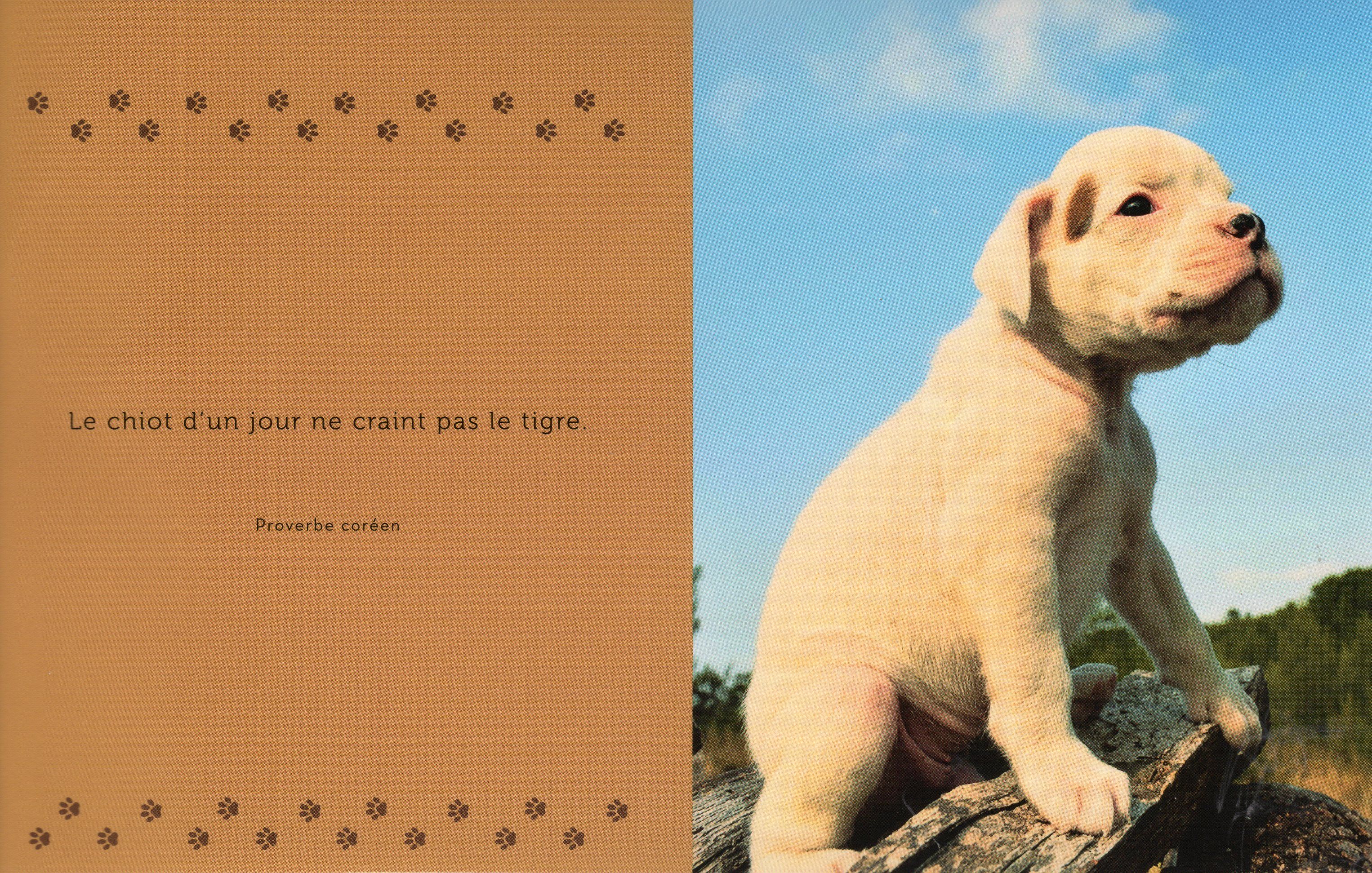 Citations Et Photos De Chiens