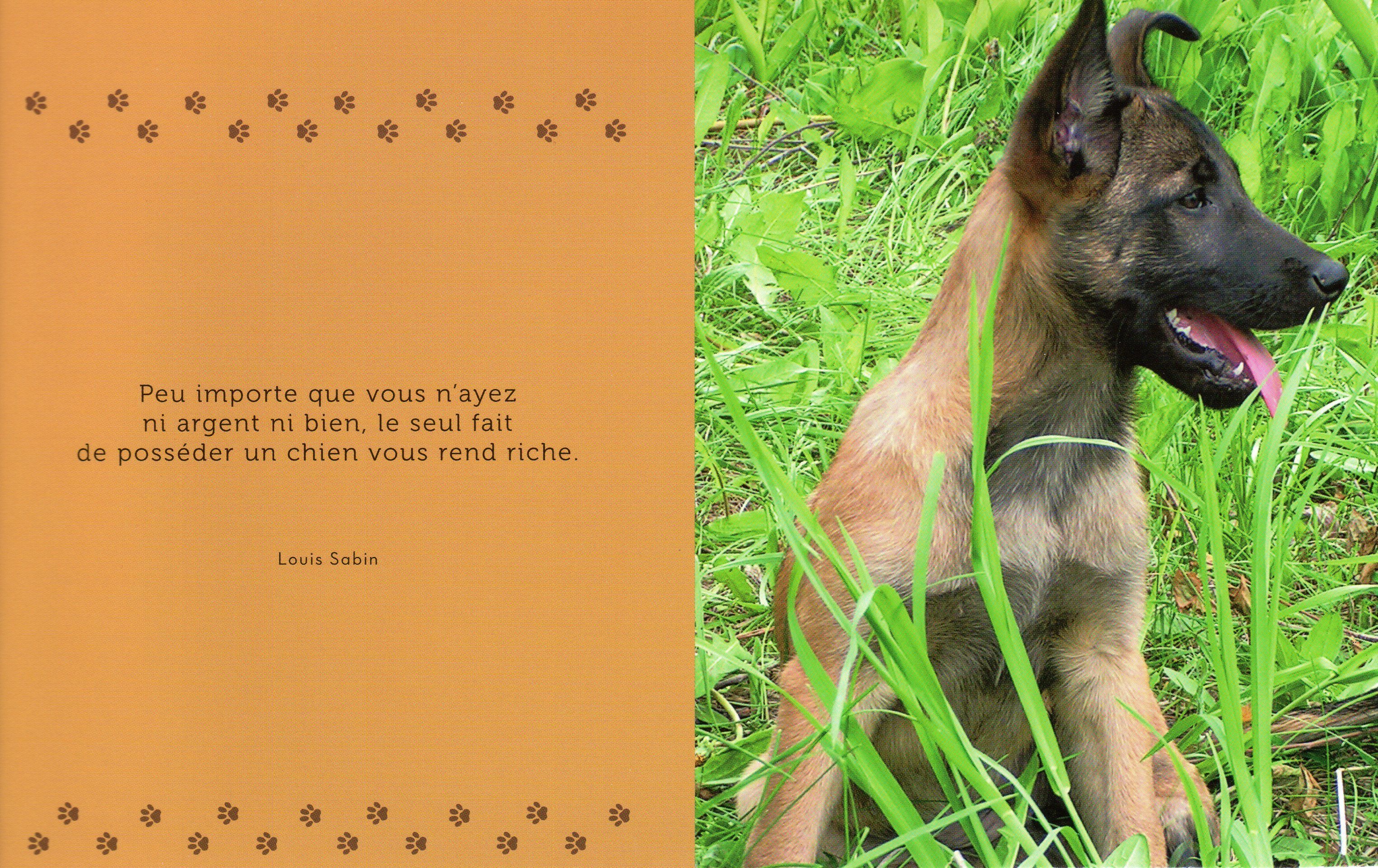 Citations Et Photos De Chiens